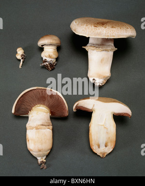 COMMERCIAL MUSHROOM (AGARICUS BISPORUS) SHOWING CAP, STEM AND RING ...