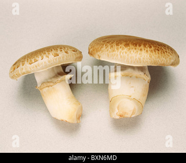 COMMERCIAL MUSHROOM (AGARICUS BISPORUS) SHOWING CAP, STEM AND RING ...