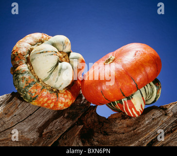 Turks Turban Gourd Stock Photo - Alamy
