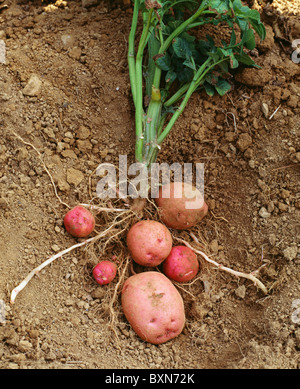 Red pontiac potato (SOLANUM TUBEROSUM) close up of root tuber system ...