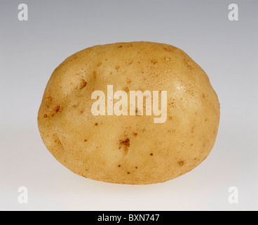 Potato Irish Cobbler (SOLANUM TUBEROSUM) plant unearthed showing roots ...