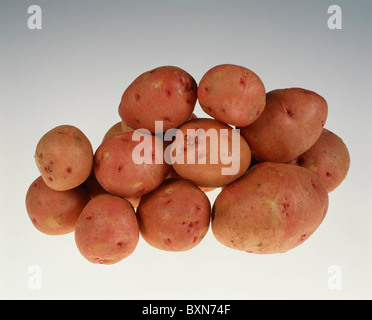 Red pontiac potato (SOLANUM TUBEROSUM) close up of root tuber system ...