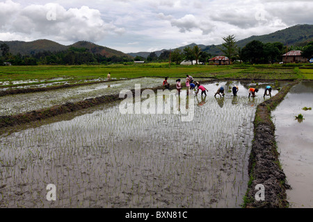 Farmers planting rice in a paddy field in Timor Leste (East Timor Stock ...