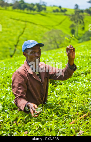 Tea plantation tour Kiambethu Tea Farm, Nairobi, Kenya Stock Photo - Alamy