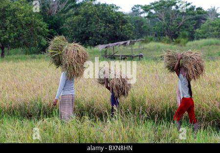 Rice field, Timor-Leste (East Timor), Asia Stock Photo - Alamy