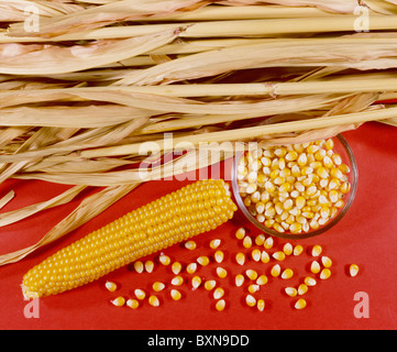 POPCORN, PEARL TYPE (ZEA MAYS EVERTA) / STUDIO Stock Photo - Alamy