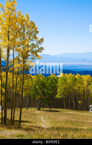 Beautiful Aspen Trees in fall Stock Photo - Alamy