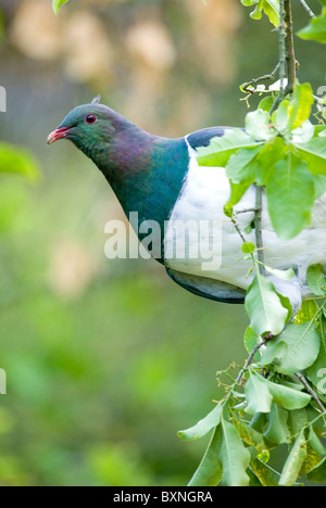 A kereru (Hemiphaga novaeseelandiae) or New Zealand pigeon eating a ...