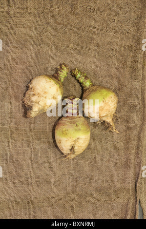 Gilfeather Turnip on burlap background Stock Photo - Alamy
