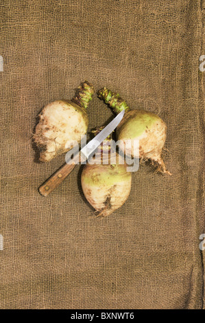 Gilfeather Turnips on burlap background with knife for scale Stock ...