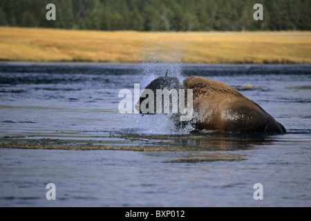 Buffalo, Bison bison, wet from crossing the Madison River in May in ...
