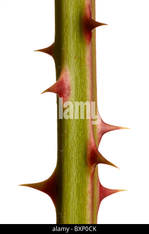 Thorns from a bramble Stock Photo - Alamy