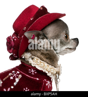 a white dog wearing a red hat and a red sweater with a black stripe on ...