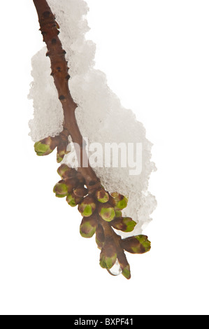 Buds on tree in early spring are ready to bloom. Blurred background ...