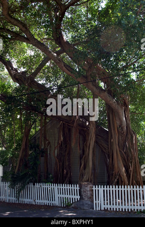 Banyan tree roots, Key West, Florida Keys, Florida, USA Stock Photo - Alamy