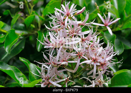 Calodendrum capense - Cape Chestnut, Wild Chestnut, Cape Town, South ...