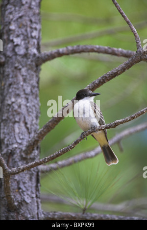 Loggerhead Kingbird (Tyrannus caudifasciatus Stock Photo - Alamy