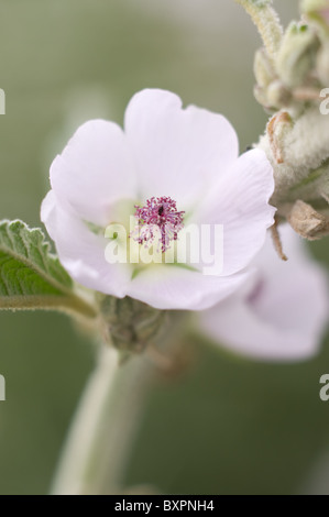 Copper Globemallow, Sphaeralcea angustifolia Stock Photo - Alamy