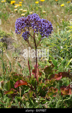 Sea Lavender, Statice, or Marsh-rosemary, Limonium sp., Plumbaginaceae ...