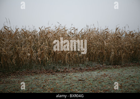 corn field before the harvest Stock Photo - Alamy