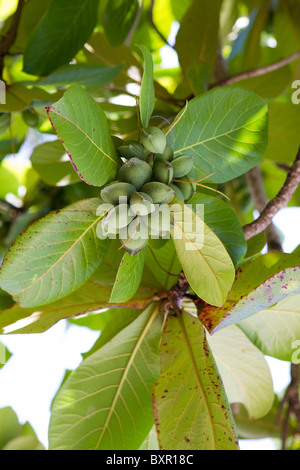Green almonds nuts ripening on tree in summer, cultivation of almond ...