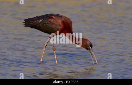 The glossy ibis, latin name Plegadis falcinellus, searching for food in ...