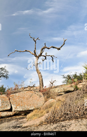 Twisted, dead tree on granite batholith, Enchanted Rock Natural Area ...