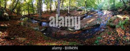 Cloghleagh County Wicklow Ireland wood woodland deciduous trees forest ...