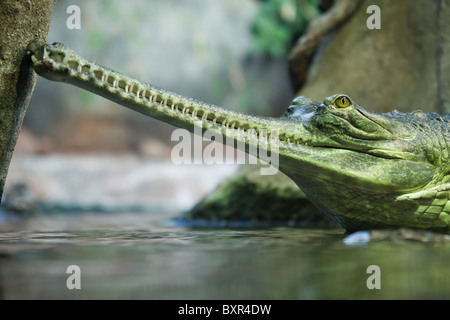 Gharial (Gavialis gangeticus) crocodile in Chitwan National Park, Nepal ...