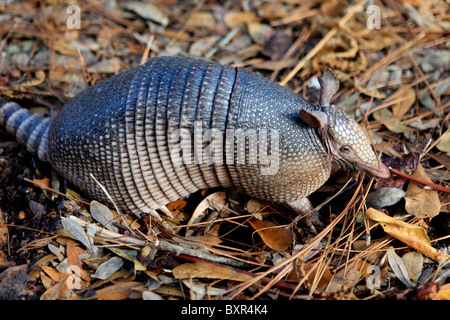 USA, Florida, Armadillo, Cingulata Stock Photo - Alamy