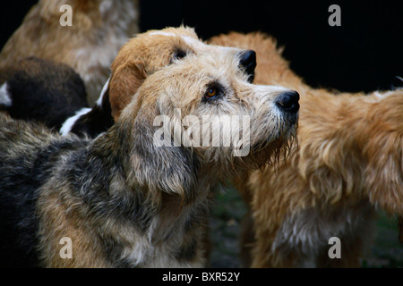 Welsh Fox Hounds Stock Photo: 33703034 - Alamy