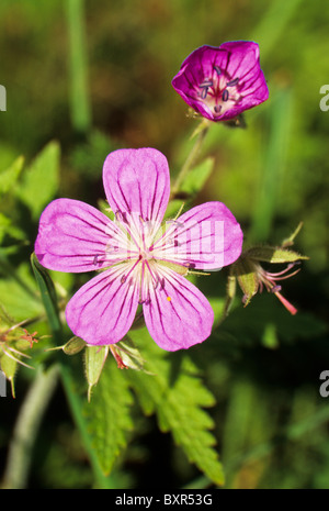Geranium sylvaticum, wood cranesbill, geranio dei boschi Stock Photo ...