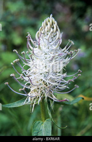 Spiked rampion (Phyteuma spicatum), Plantae, J4W8+C4, 8274 Tägerwilen ...