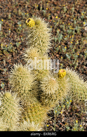 Teddy bear cholla jumping cactus ball of spines on the desert floor ...