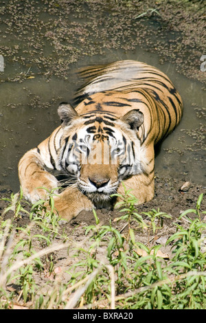 Wild royal bengal tiger resting on dead tree trunk at dhikala zone of ...