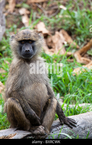 a baboon sitting on a log Stock Photo - Alamy