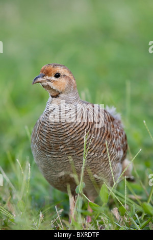 Gray Francolin (Francolinus pondicerianus Stock Photo - Alamy