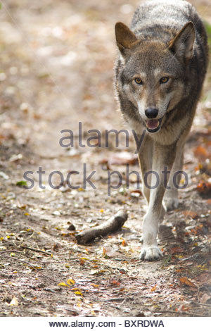 Red Wolf, Canis rufus, Florida (captive Stock Photo: 26109355 - Alamy