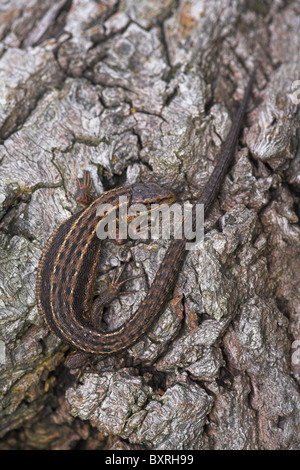 Common Lizard Lacerta vivipara Dorset Stock Photo - Alamy