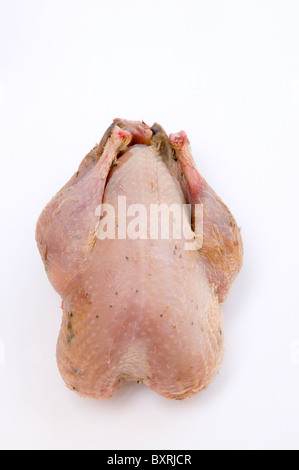 A raw partridge Stock Photo - Alamy