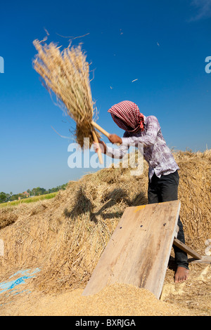 Threshing with the flail Stock Photo - Alamy