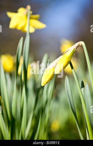 Closed daffodil bud in spring in the wood Stock Photo - Alamy