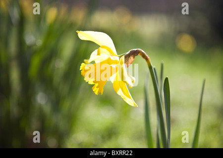 A single daffodil bloom on display at the annual Spring Festival held ...