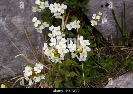 Arabis alpina, arabetta alpina Stock Photo - Alamy