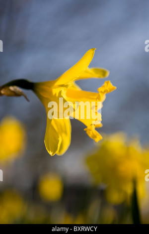 A yellow daffodil, side view Stock Photo - Alamy