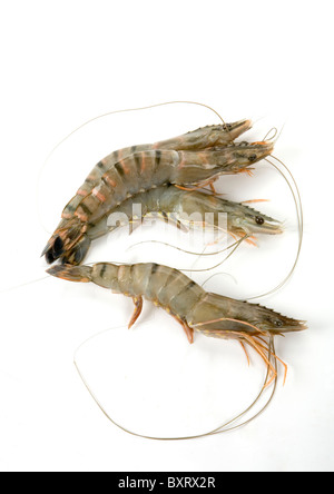 Close up of raw Tiger Prawns Stock Photo - Alamy