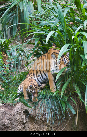 Female Malayan Tiger (Panthera tigris malayensis) at Lok Kawi Wildlife ...