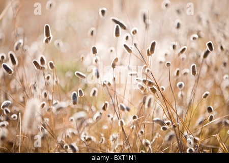 wild grass seed heads Stock Photo - Alamy