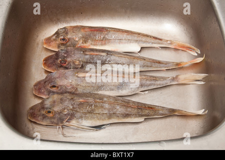 Four whole red gurnard fish Stock Photo - Alamy