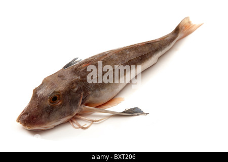 3 Gurnard fish Stock Photo: 20375176 - Alamy